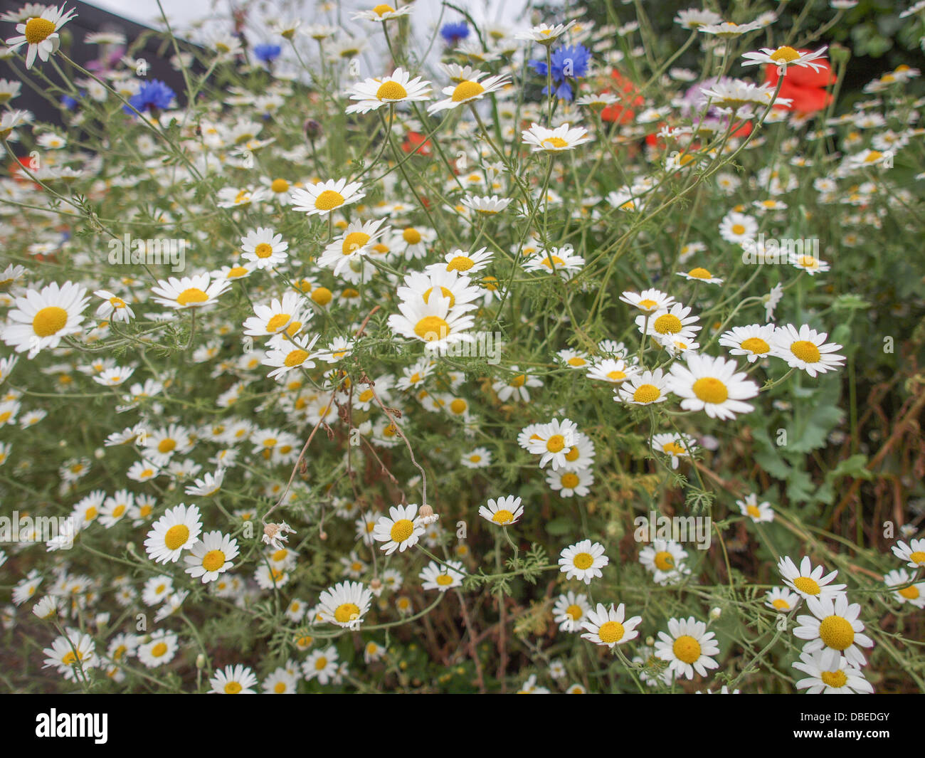 Common daisy Bellis Perennis Plantae Angiosperms Eudicots Asterids ...