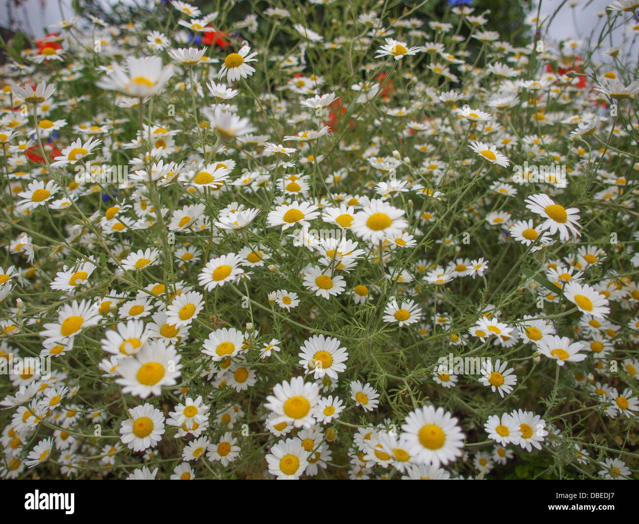 Common daisy Bellis Perennis Plantae Angiosperms Eudicots Asterids ...