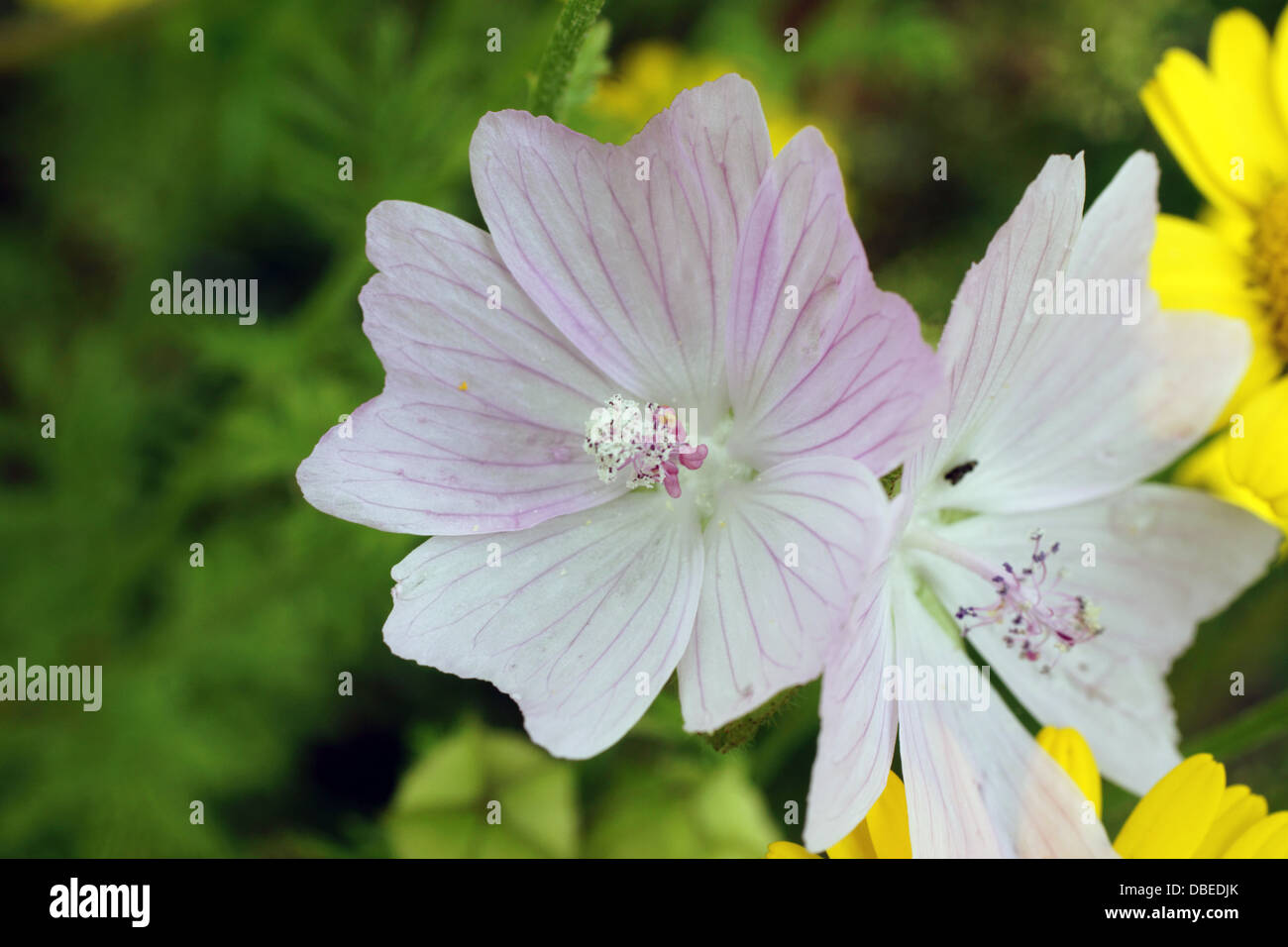 Rosa adern hi-res stock photography and images - Alamy