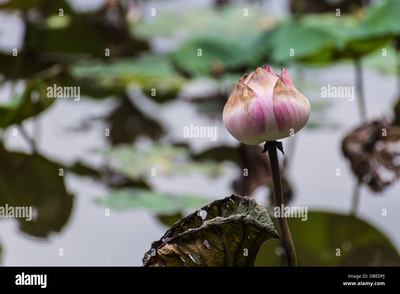Pink lotus in swamp of nature Stock Photo - Alamy