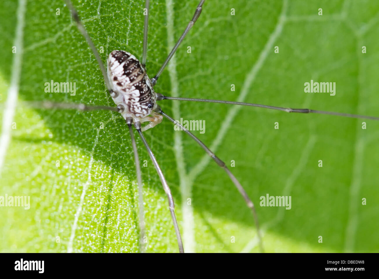 Harvestman legs hi-res stock photography and images - Alamy
