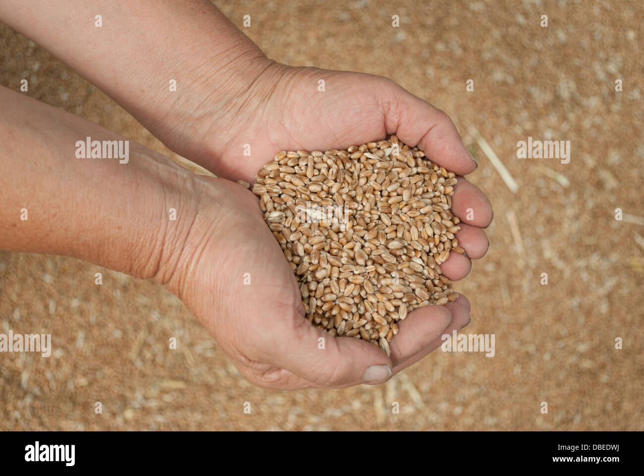 Handful of grains of wheat on the palms Stock Photo - Alamy