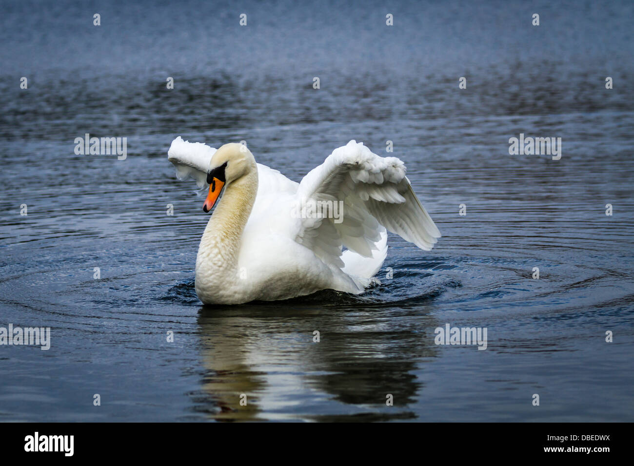 Mute swan adjusting her wings Stock Photo - Alamy Mute swan adjusting her wings Stock Photo - Alamy