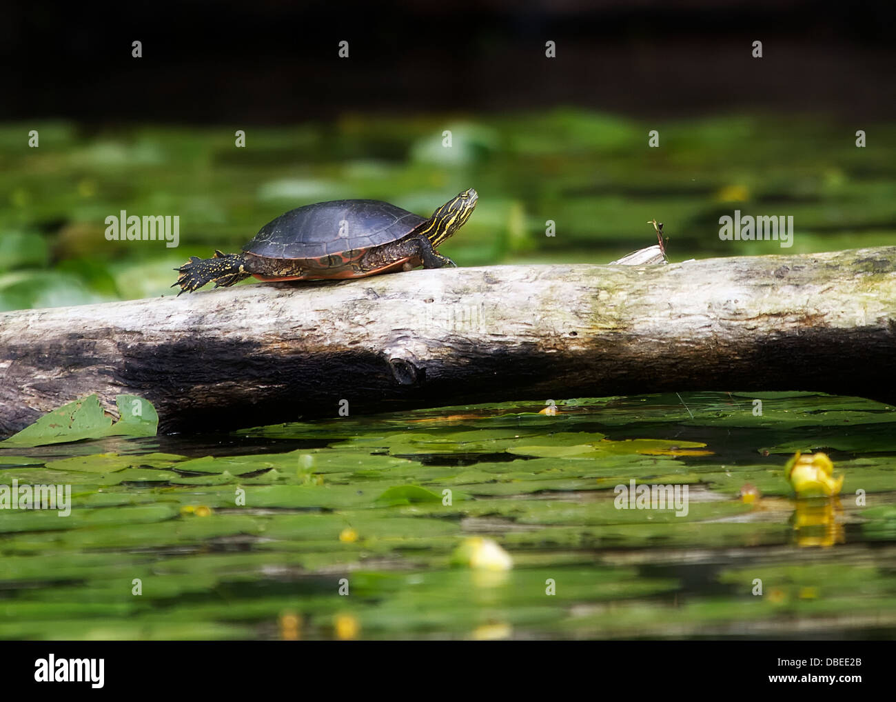 Turtle stretching on log, Poskin Lake, WI Stock Photo - Alamy