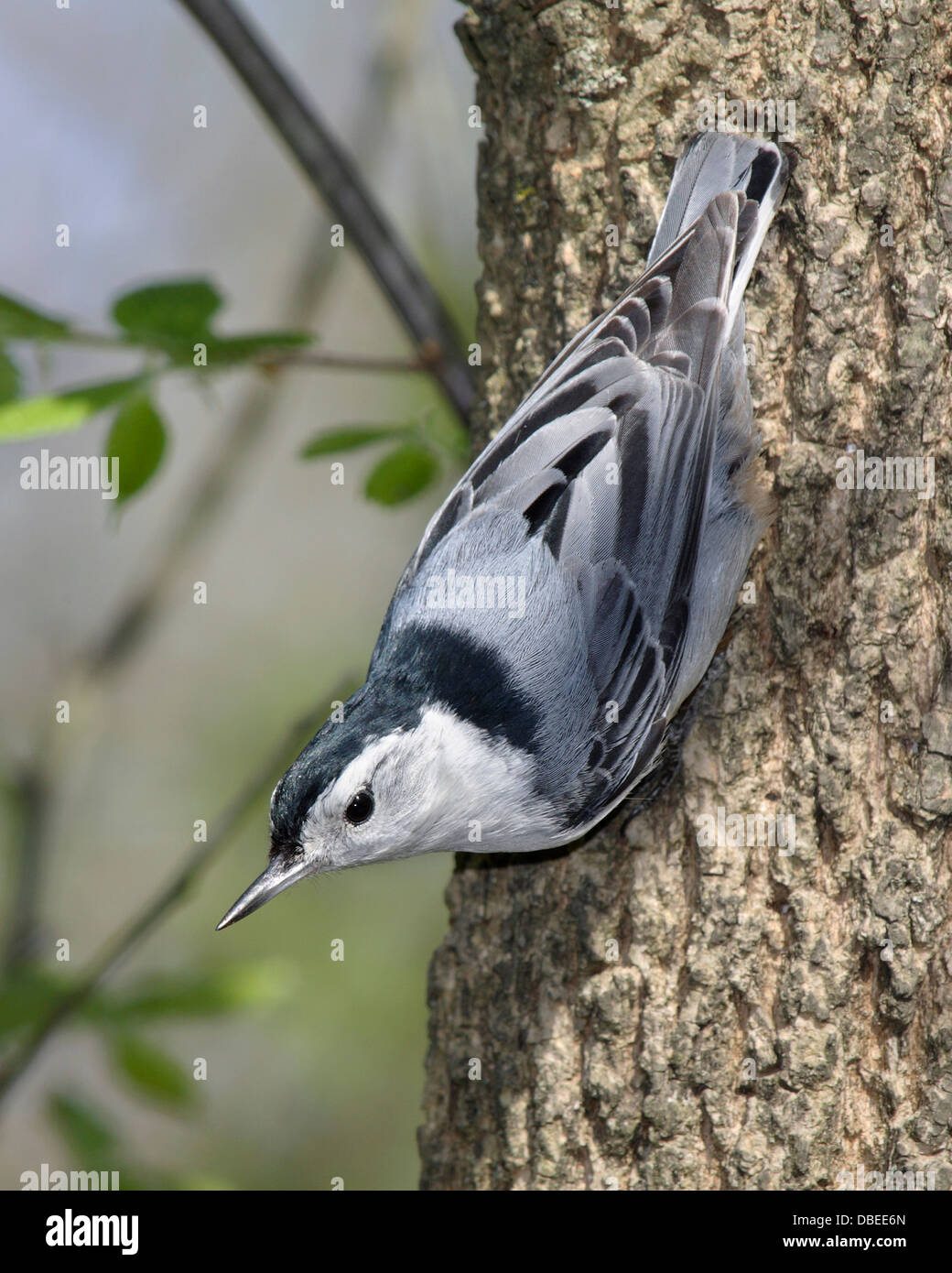 A Cute Little Bird, The White Breasted Nuthatch In A Typical Pose ...