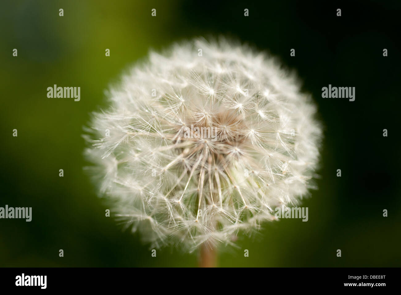 Dandelion Seed head, outside against Green Background Stock Photo - Alamy