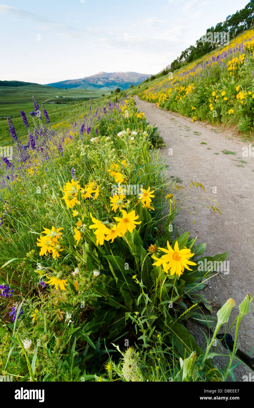 Yellow wildflowers in full bloom in the mountains Stock Photo - Alamy