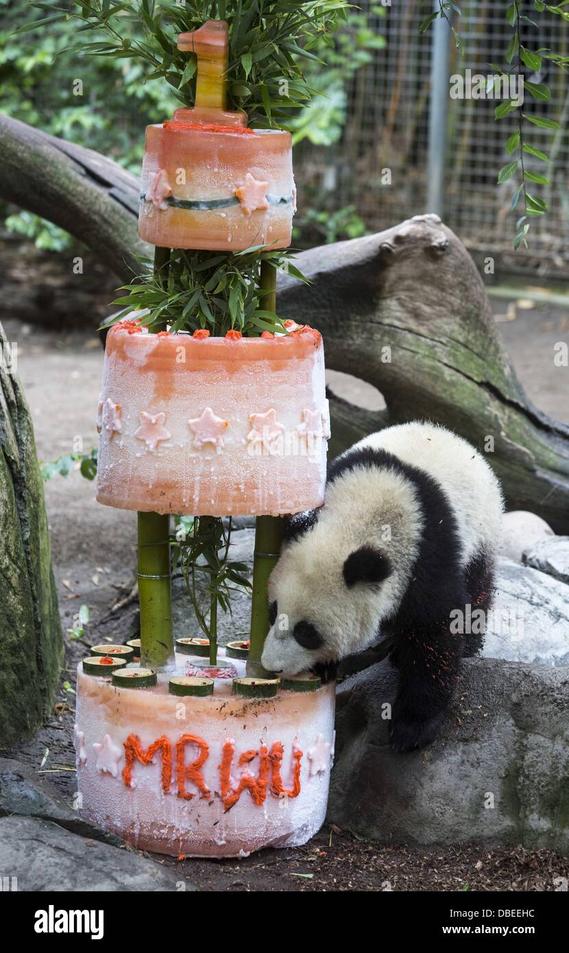 San Diego, California, USA. 29th July, 2013. Giant panda cub, Xiao Liwu ...