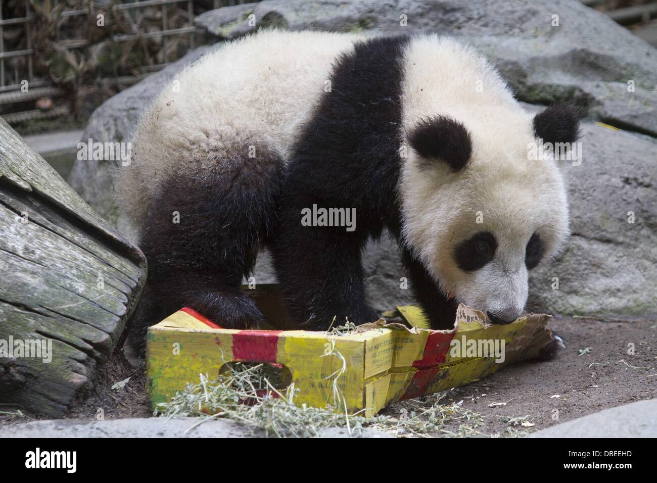 Giant panda birthday cake hi-res stock photography and images - Alamy