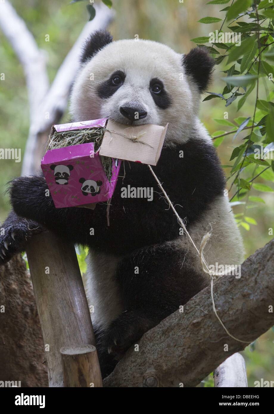Giant panda birthday cake hi-res stock photography and images - Alamy