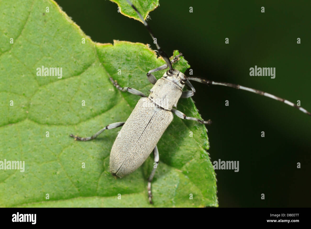 Gray beetle hi-res stock photography and images - Alamy