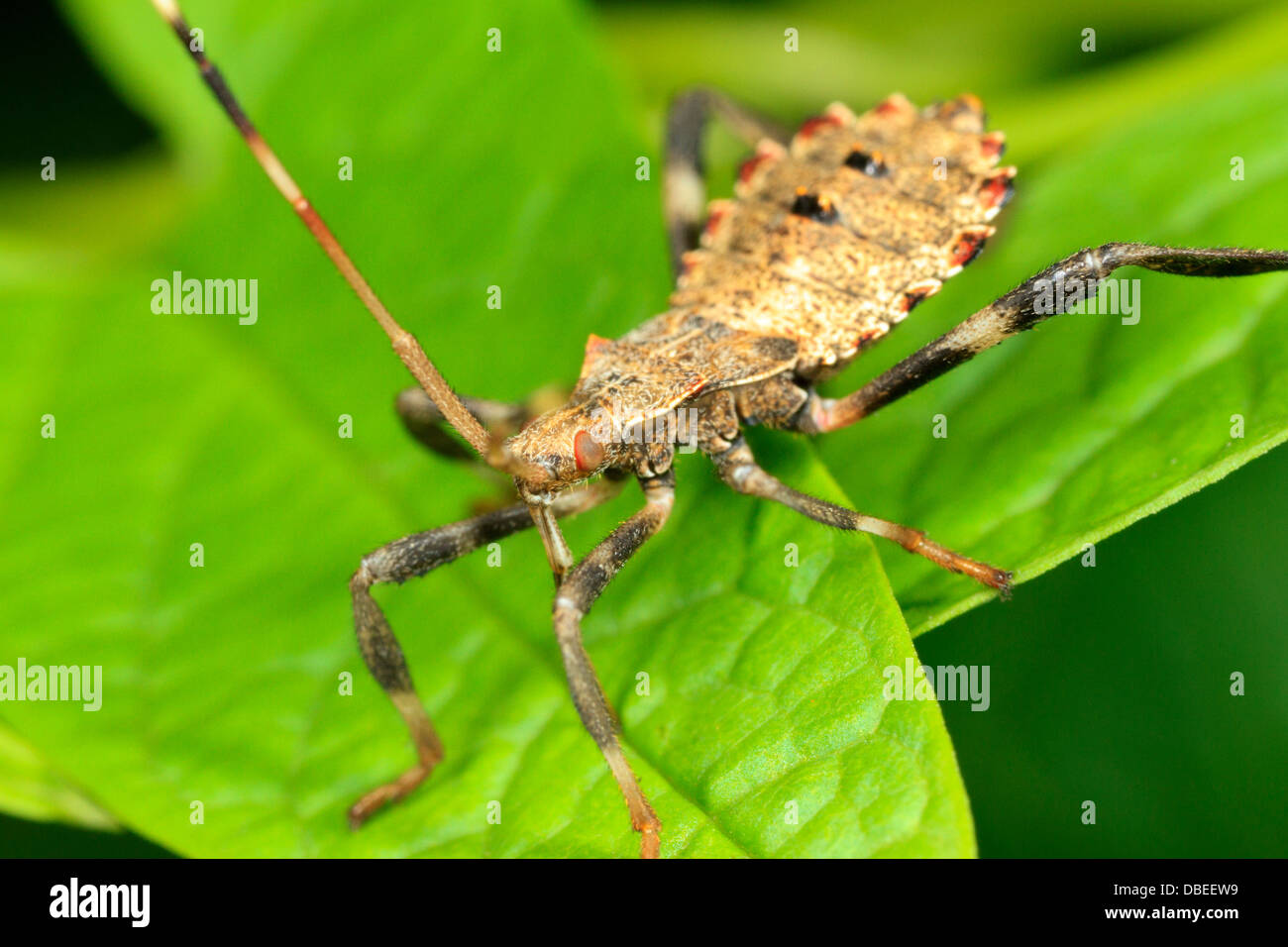 Leaf Footed Bug Nymph Acanthocephala Sp On Leaf Stock Photo Alamy