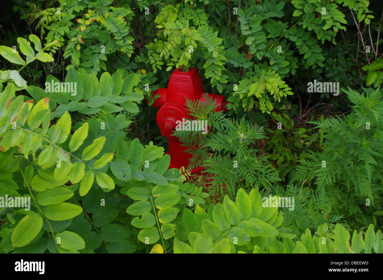Fire hydrant covered in plants Stock Photo - Alamy