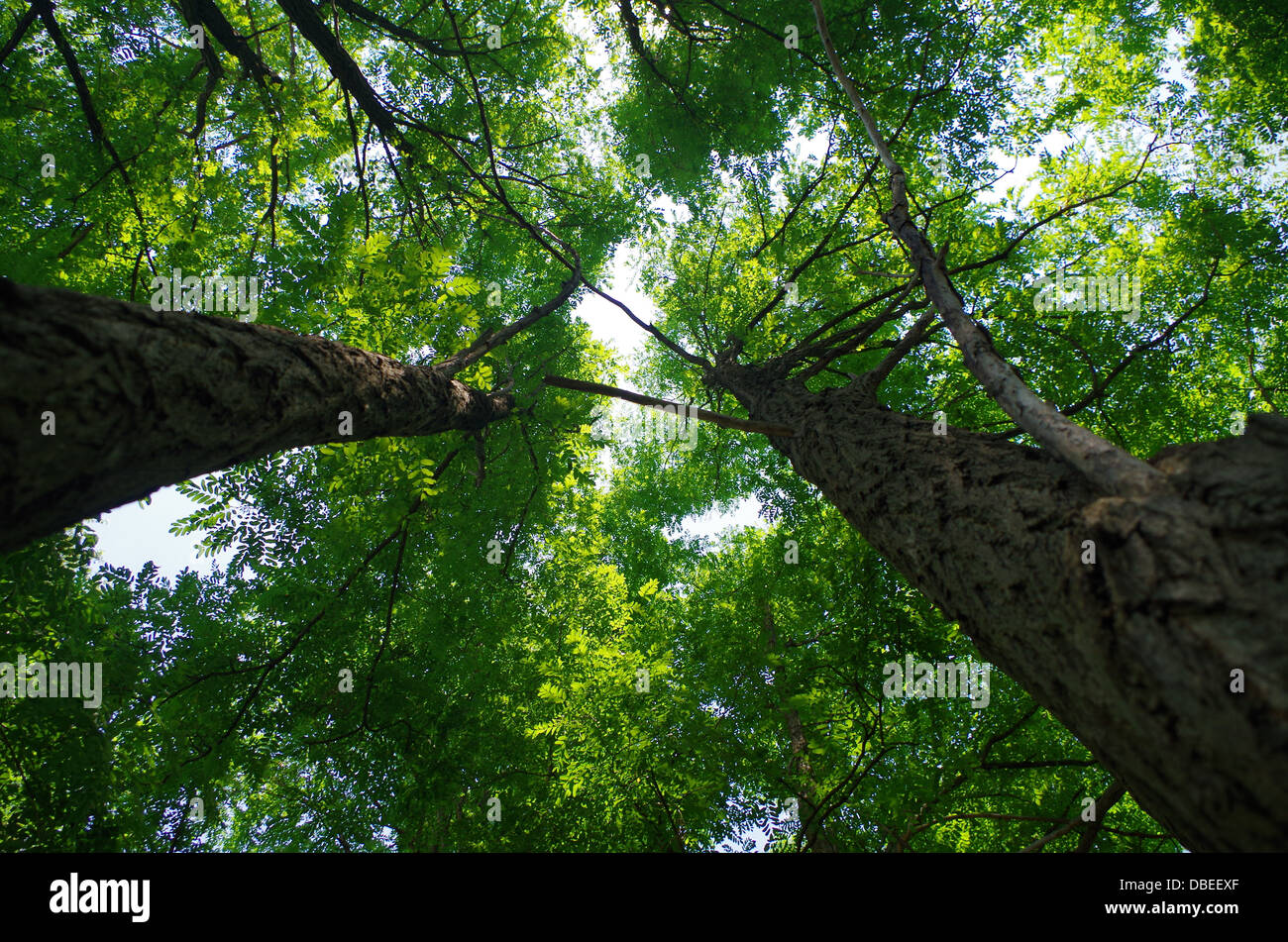 Two trees standing tall Stock Photo - Alamy