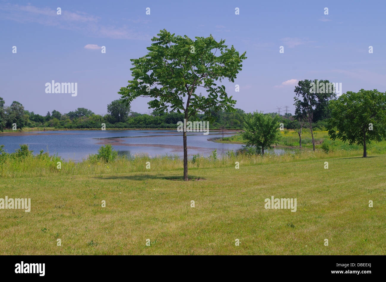 Tree next to lake hi-res stock photography and images - Alamy