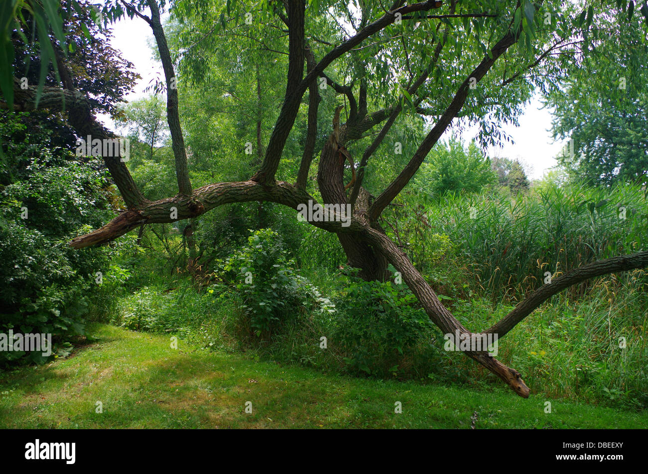 Tree in a forest Stock Photo - Alamy