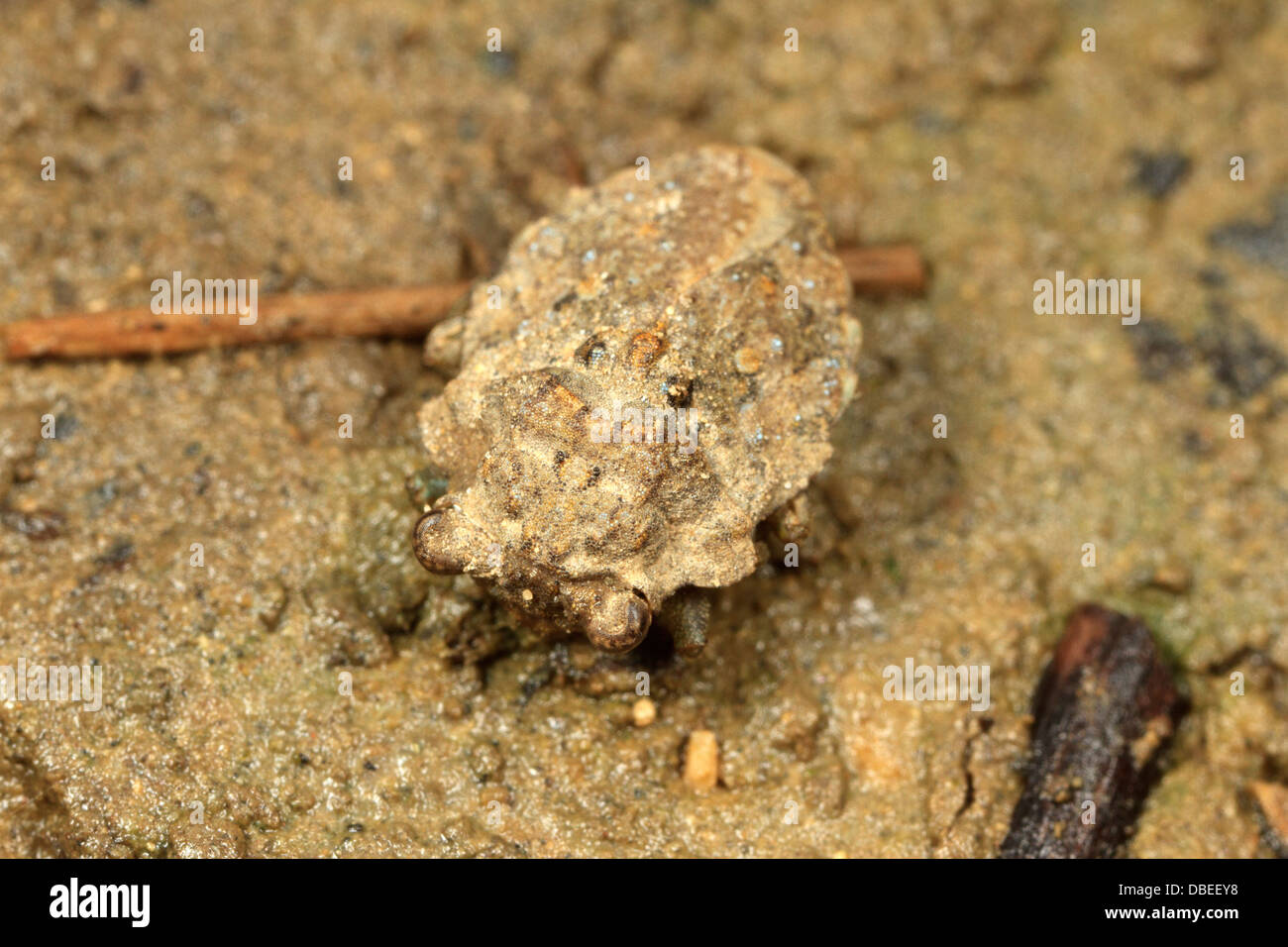 Toad Bug (Gelastocoris oculatus Stock Photo - Alamy