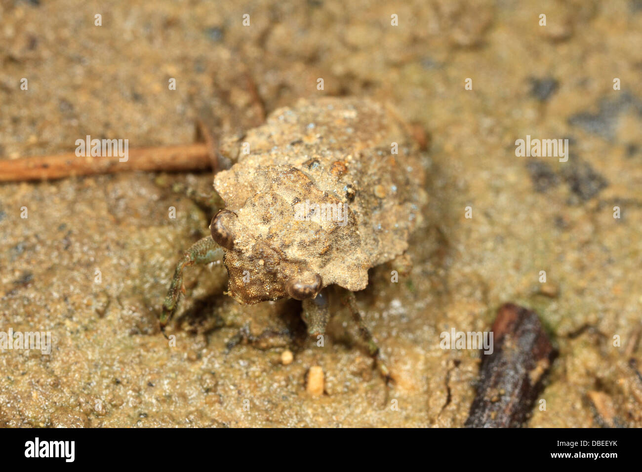 Toad Bug (Gelastocoris oculatus Stock Photo - Alamy