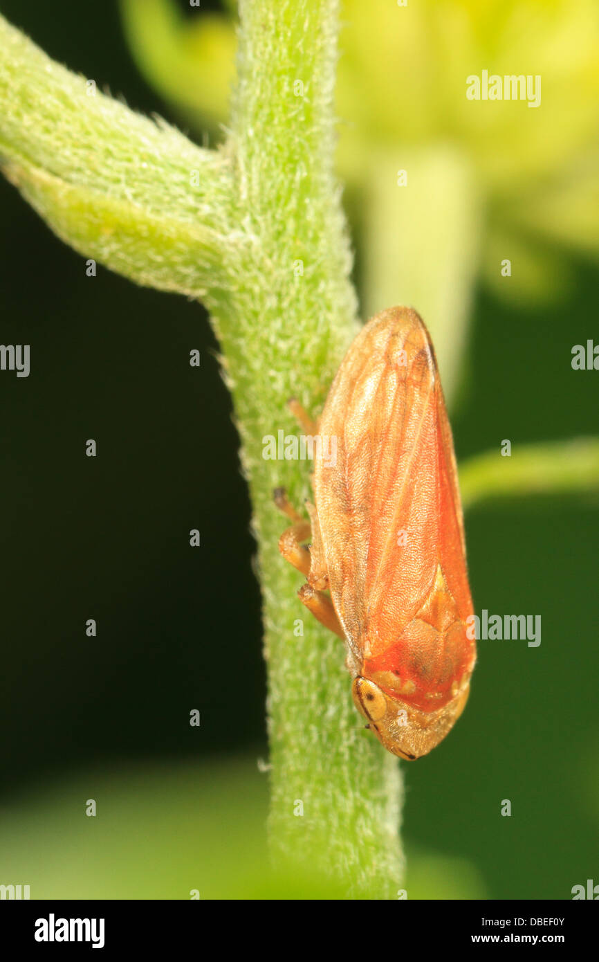 Meadow spittlebug (Philaenus spumarius) on stem Stock Photo - Alamy