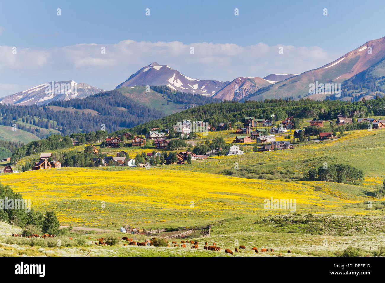 Valley covered with yellow wildflowers in Colorado Stock Photo - Alamy