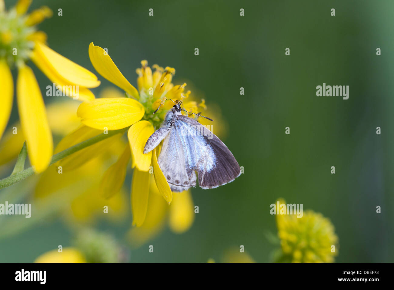 Female Summer Azure - (Celastrina neglecta) butterfly captured by ...