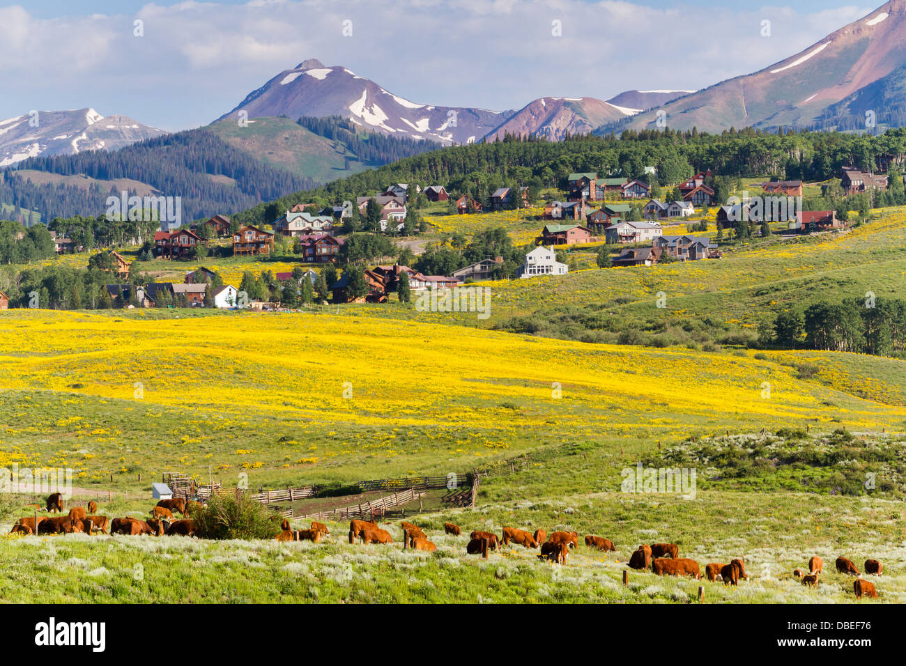 Valley covered with yellow wildflowers in Colorado Stock Photo - Alamy