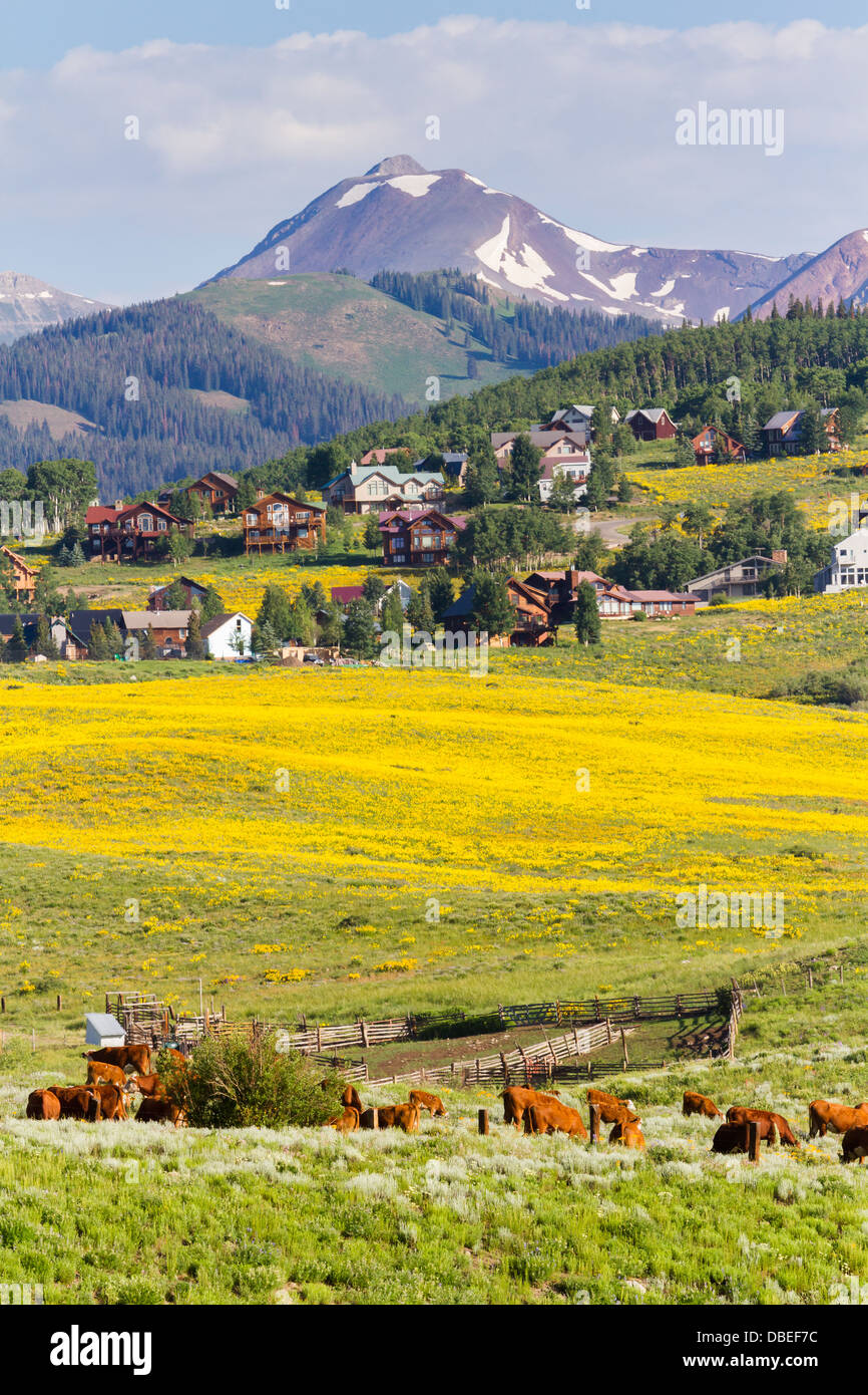 Domestic house wildflowers hi-res stock photography and images - Alamy