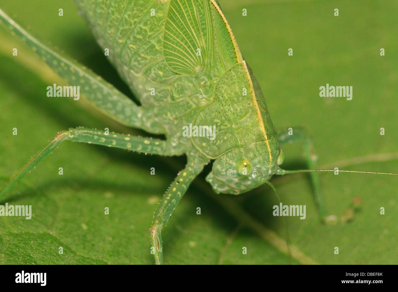 Greater Angle-wing Katydid (Microcentrum rhombifolium Stock Photo - Alamy