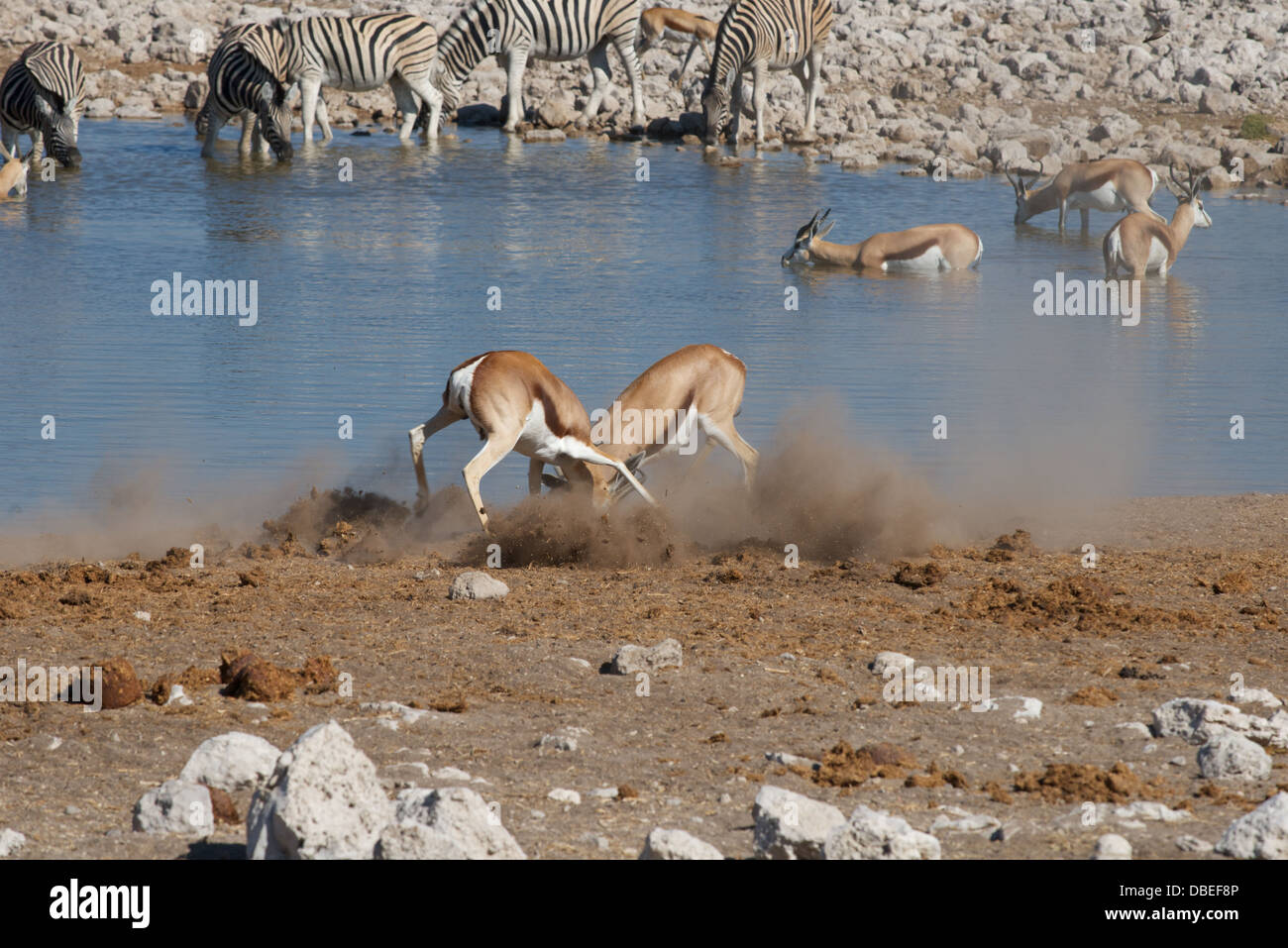 Leaping springbok hi-res stock photography and images - Alamy