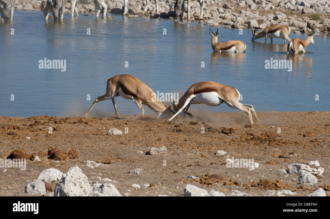 Leaping springbok hi-res stock photography and images - Alamy