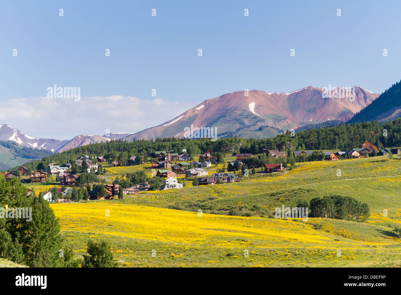 Valley covered with yellow wildflowers in Colorado Stock Photo - Alamy