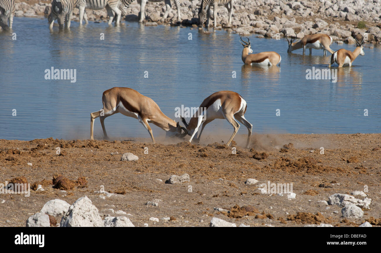 Springbok fighting hi-res stock photography and images - Alamy