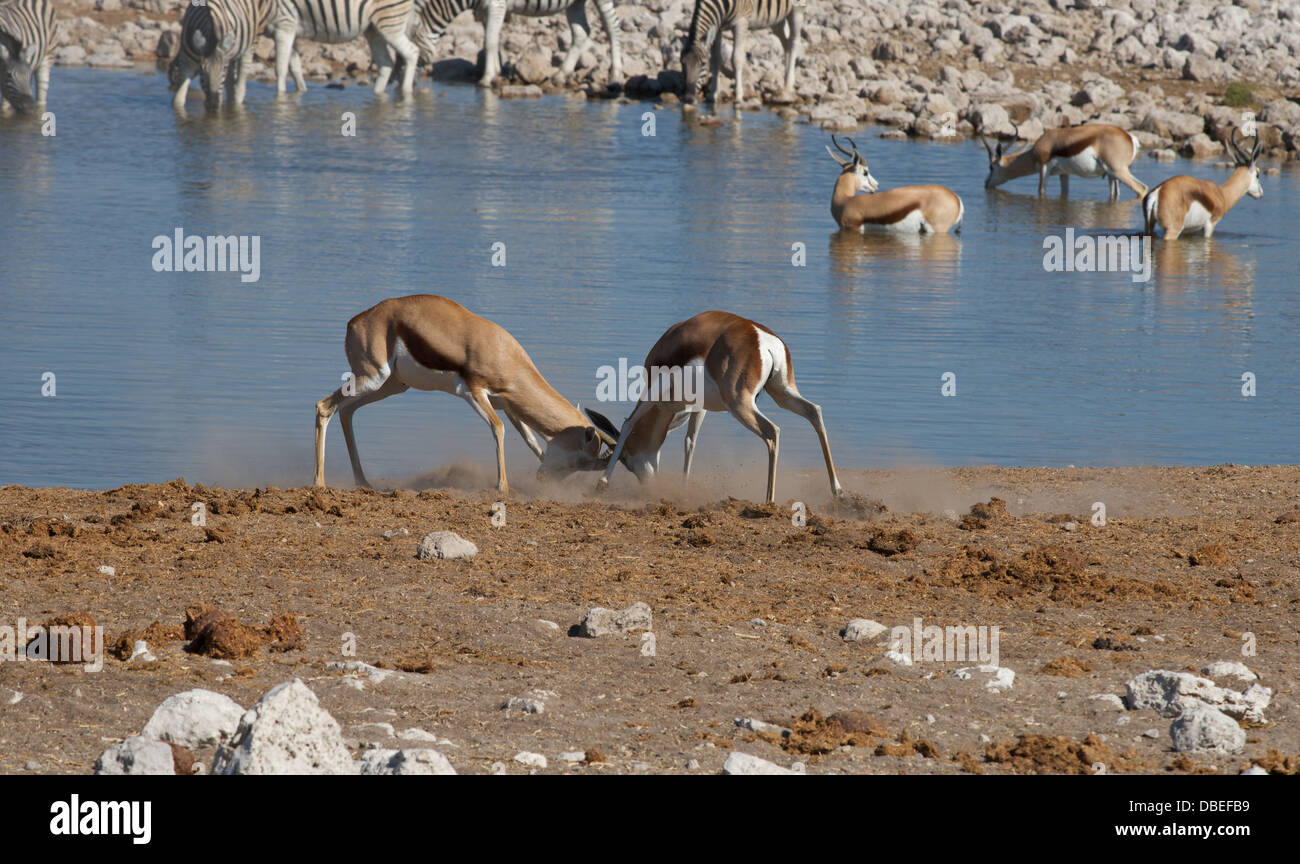 Leaping springbok hi-res stock photography and images - Alamy