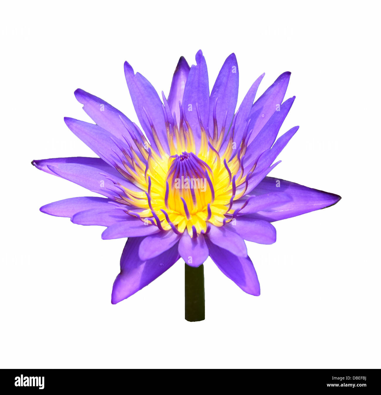 Beautiful lily flower isolate Cut Out Stock Images & Pictures - Alamy