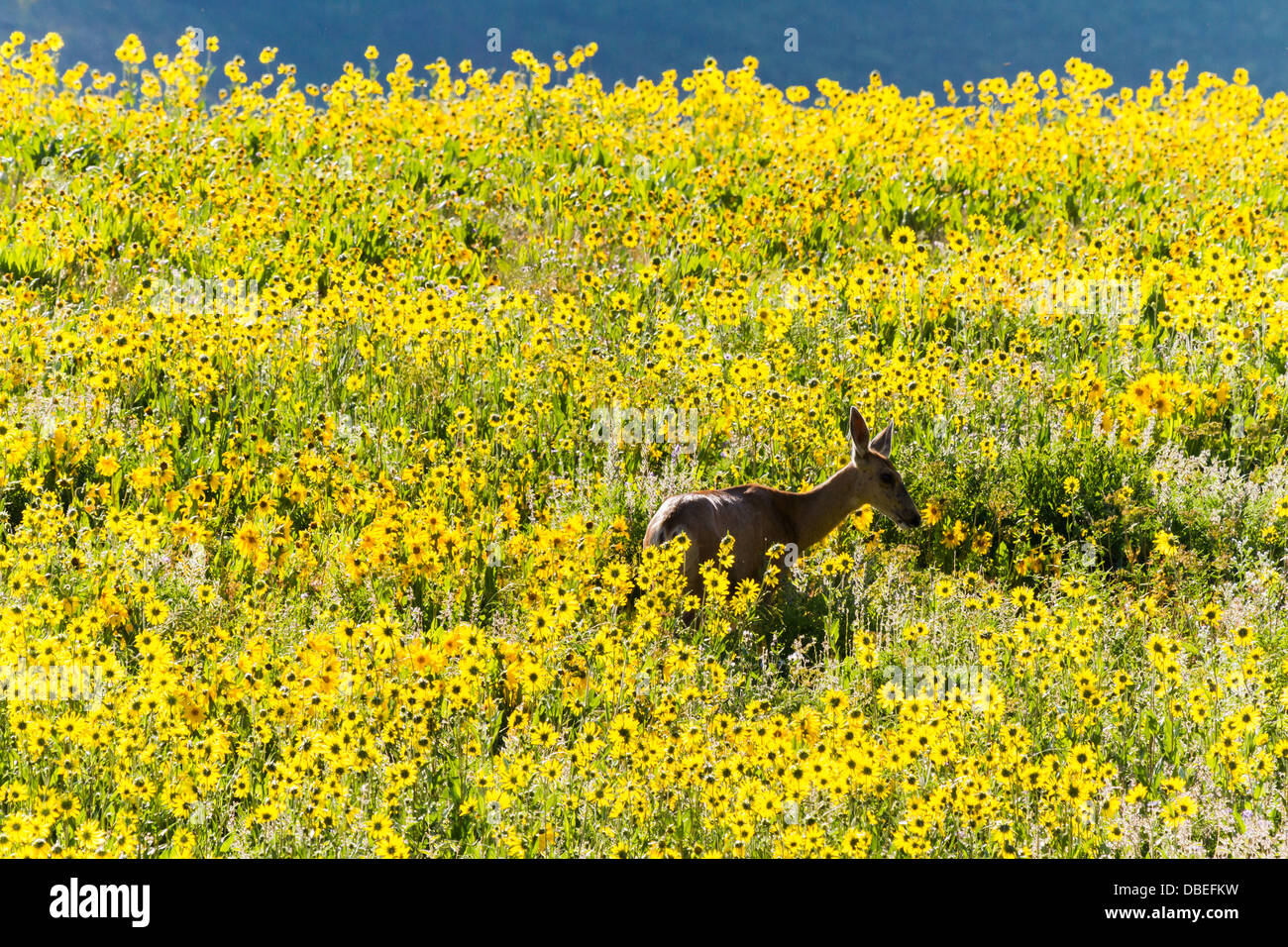Deer in yellow bloom hi-res stock photography and images - Alamy
