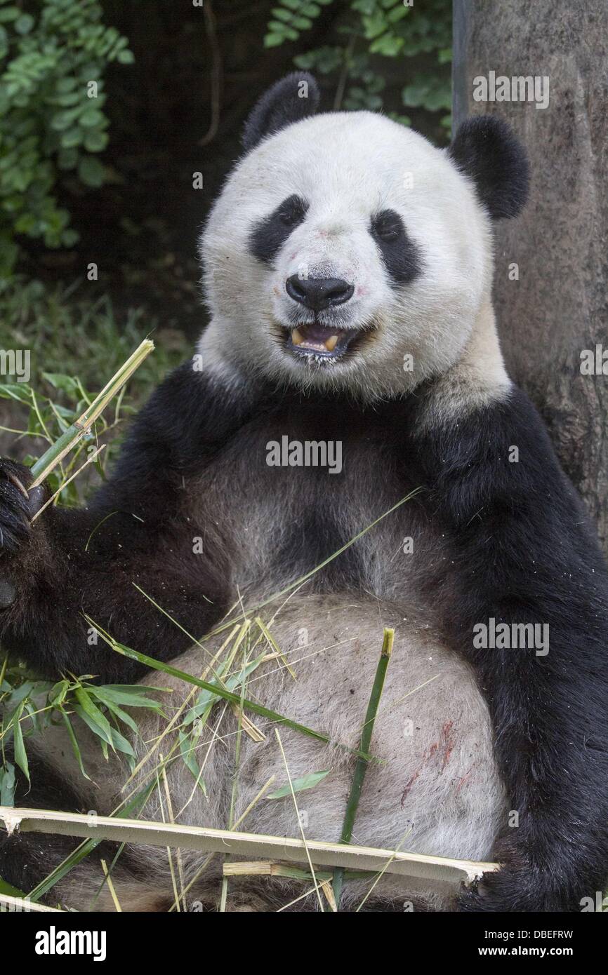 Wolong giant panda research center hi-res stock photography and images ...
