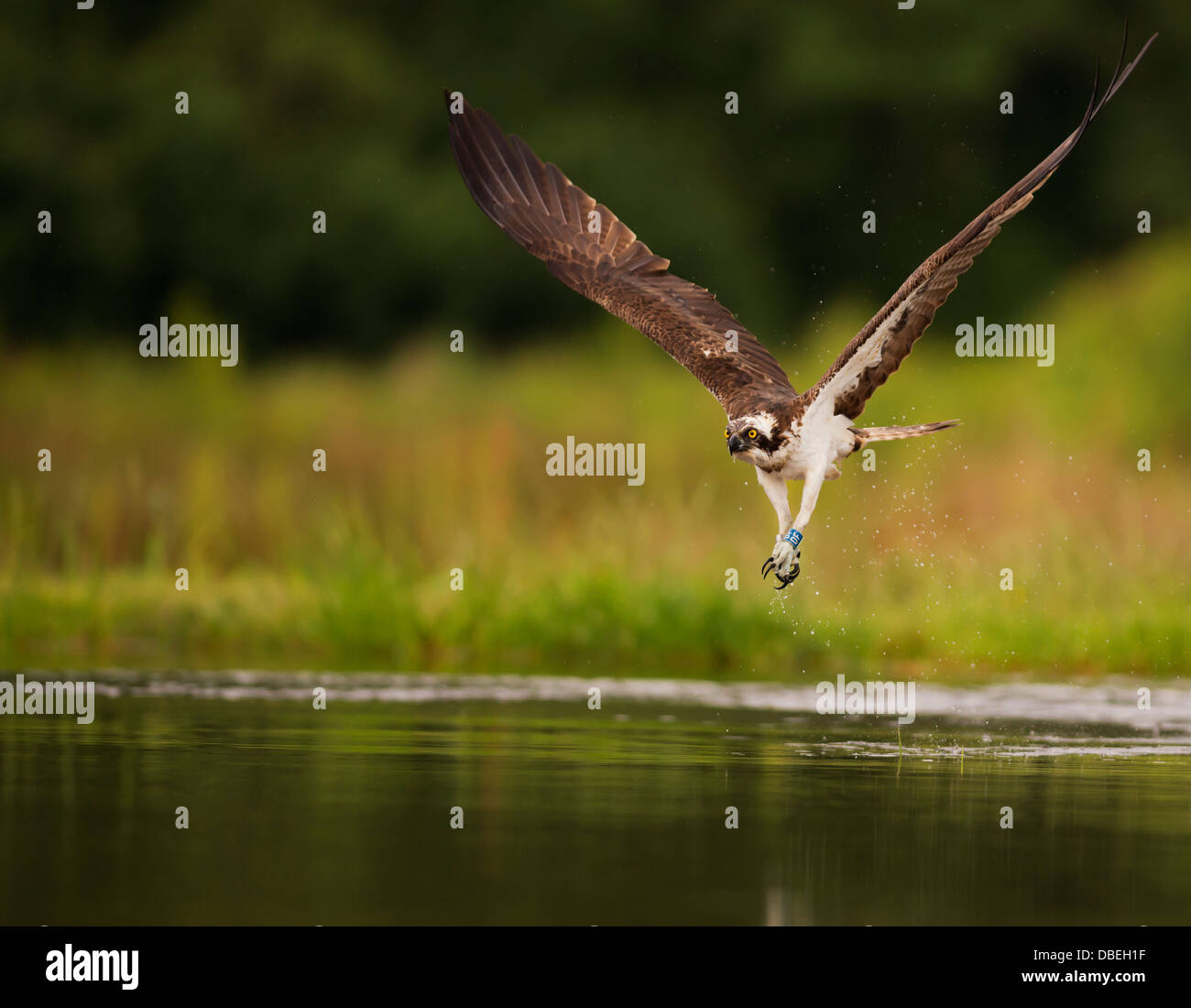 Fish hunt is flying hi-res stock photography and images - Alamy