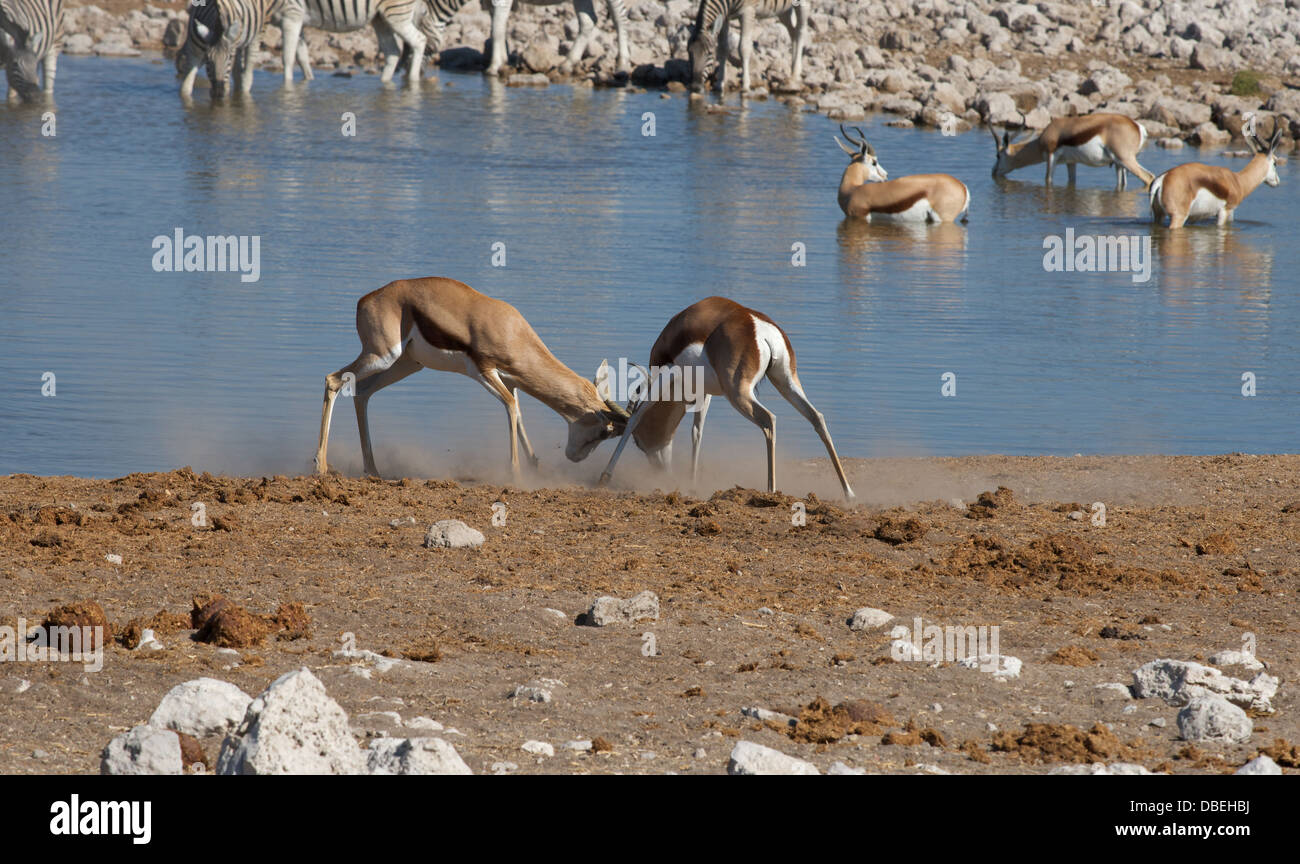 Leaping springbok hi-res stock photography and images - Alamy