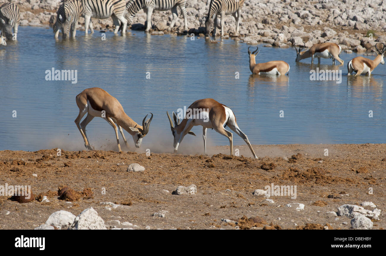Gazelle fighting with horns hi-res stock photography and images - Alamy
