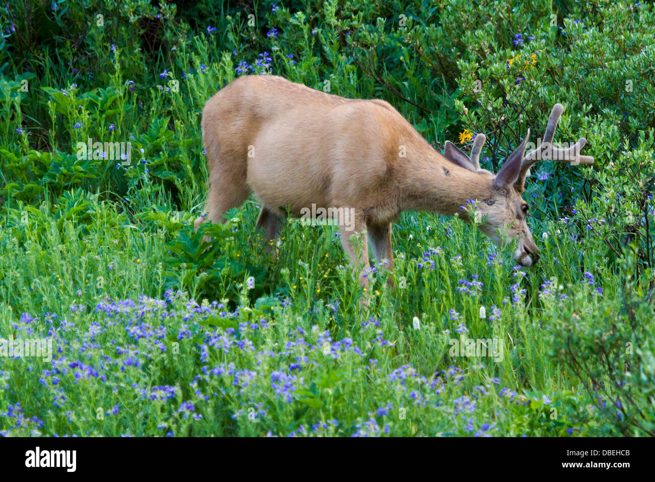 Young buck deer grazing in a field of blue wildflowers Stock Photo - Alamy