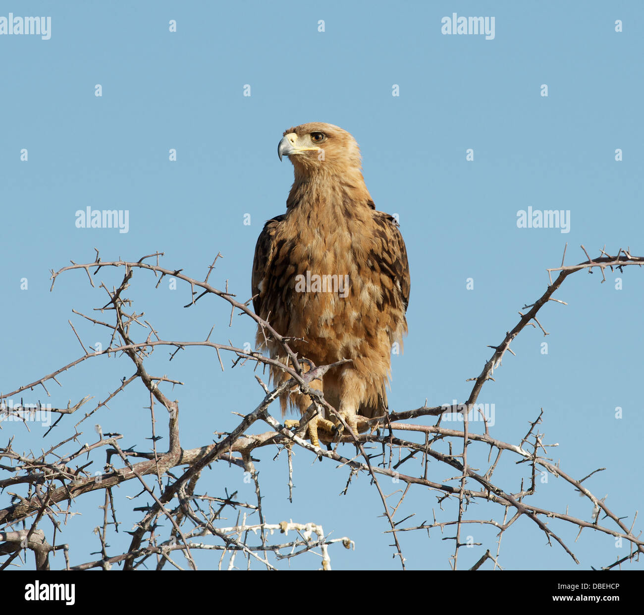 Tawny Eagle Etosha National Park Namibia Africa Stock Photo - Alamy
