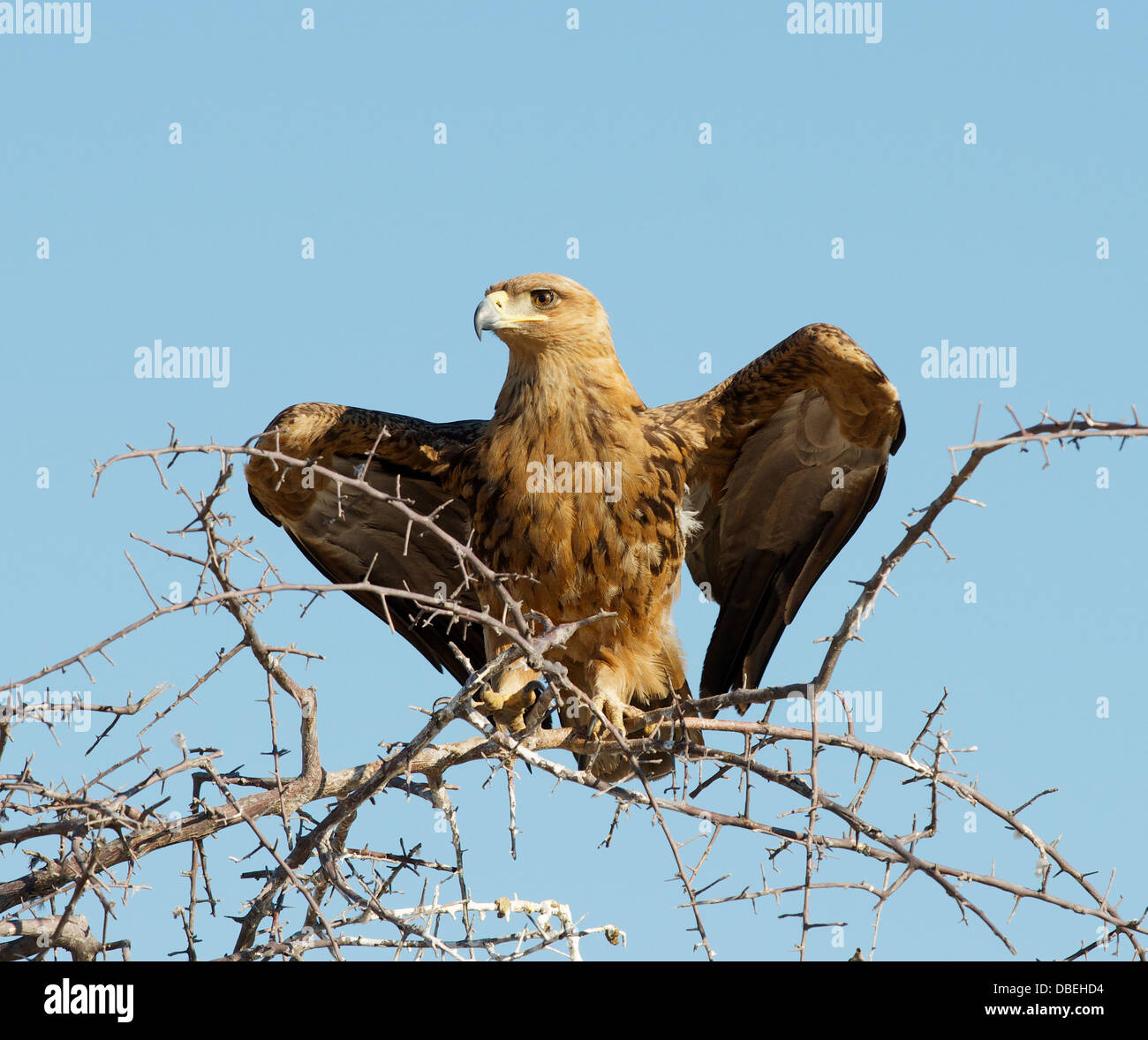 Tawny Eagle Etosha National Park Namibia Africa Stock Photo - Alamy