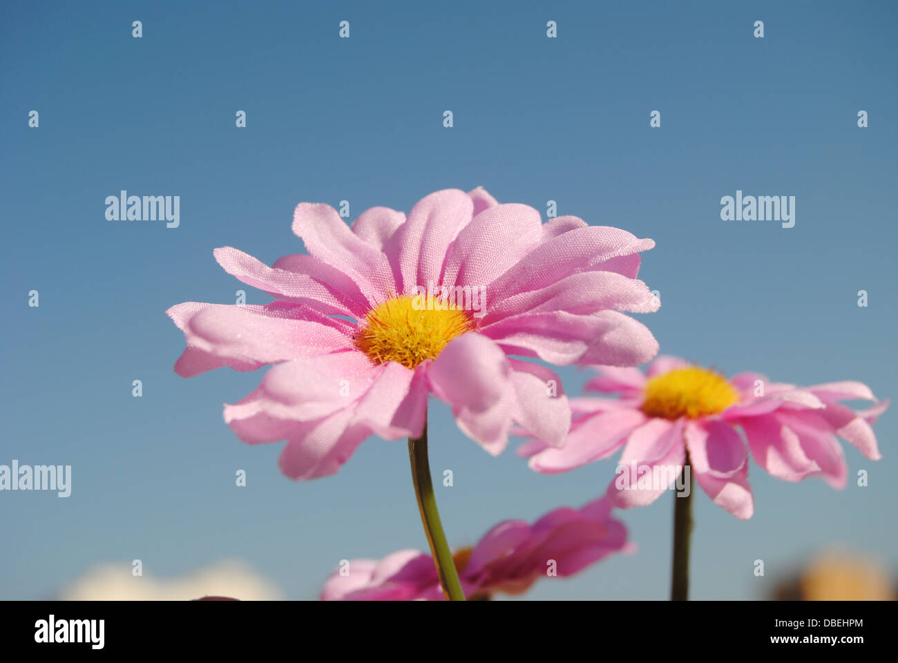 A beautiful pink flower in the sky Stock Photo - Alamy