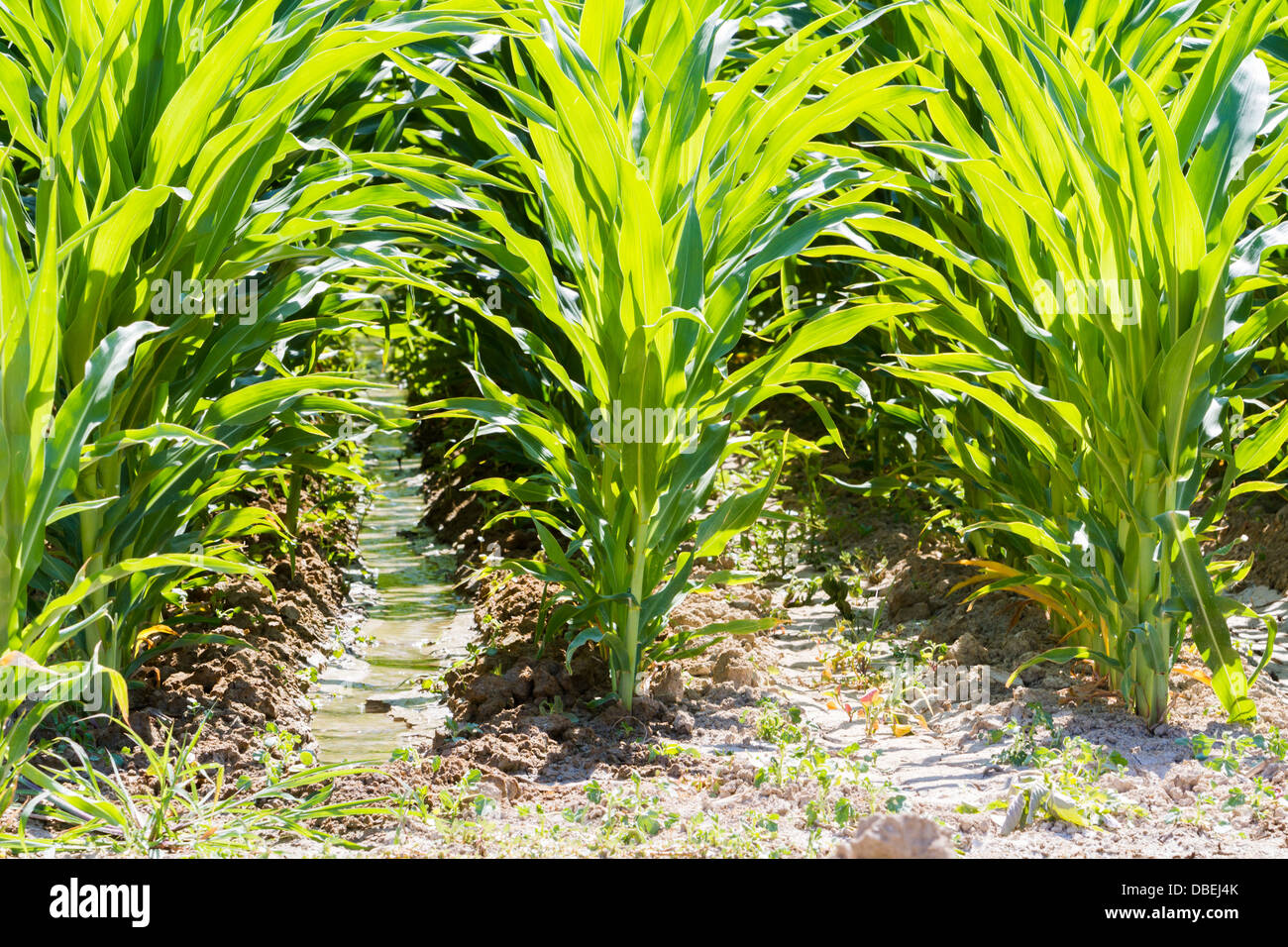 Corn field in middle of the esason Stock Photo - Alamy