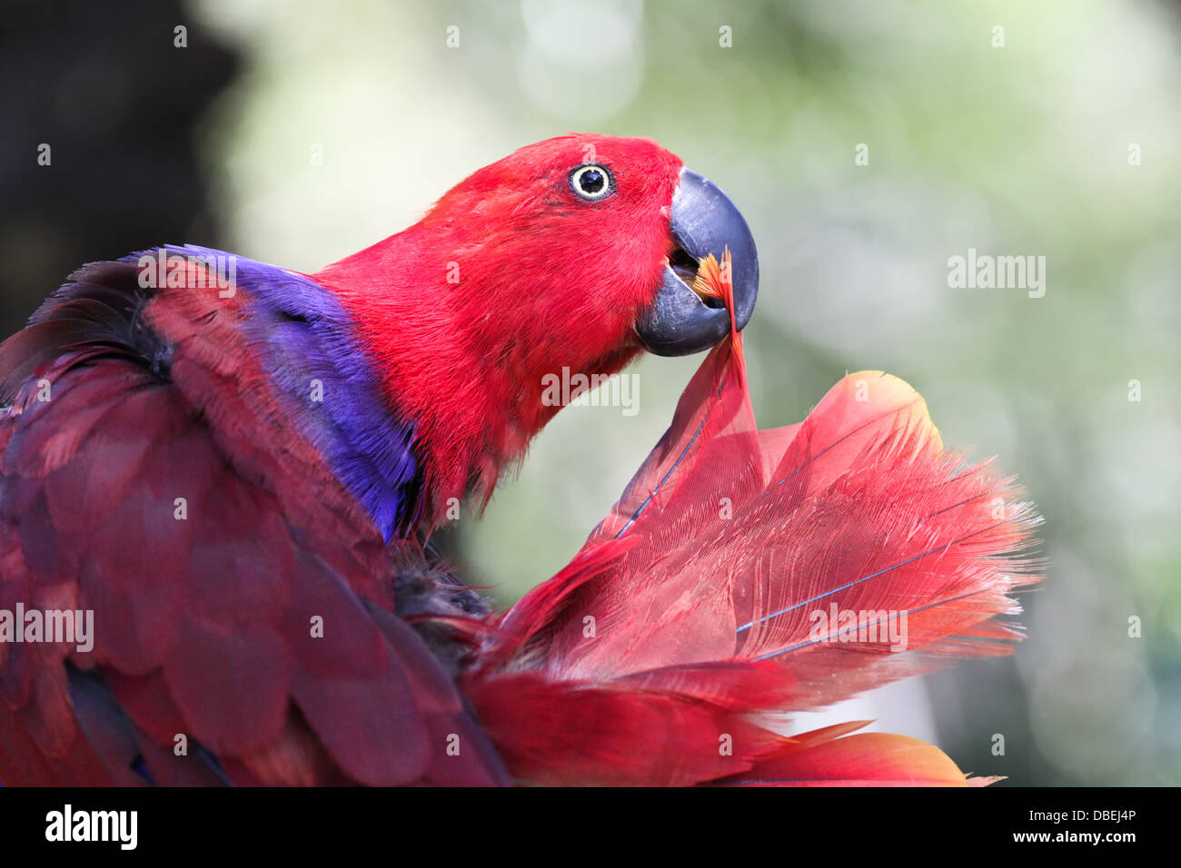 Parrot fly hi-res stock photography and images - Alamy