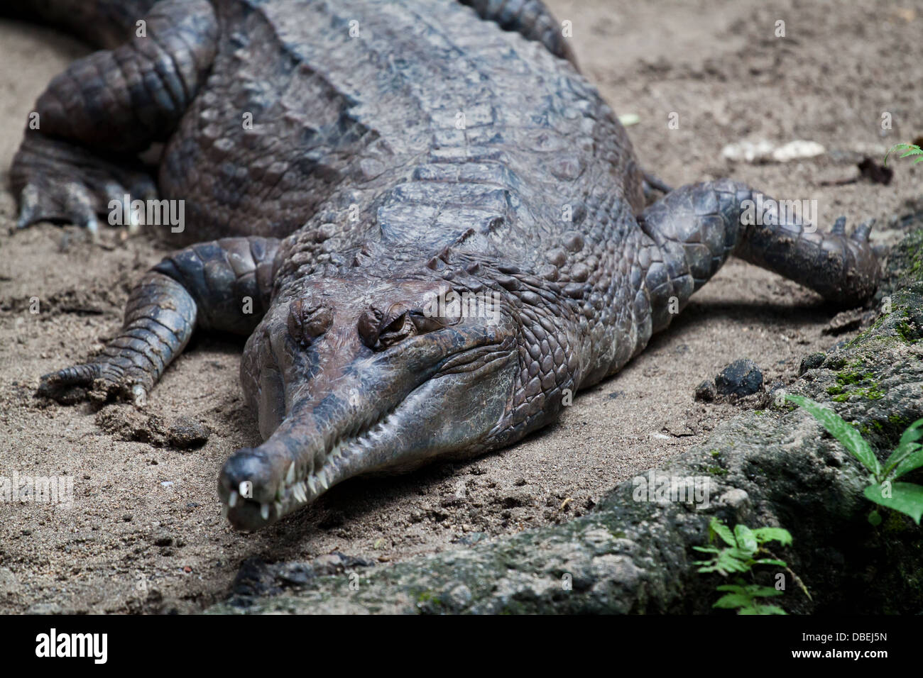 Aligator hi-res stock photography and images - Alamy