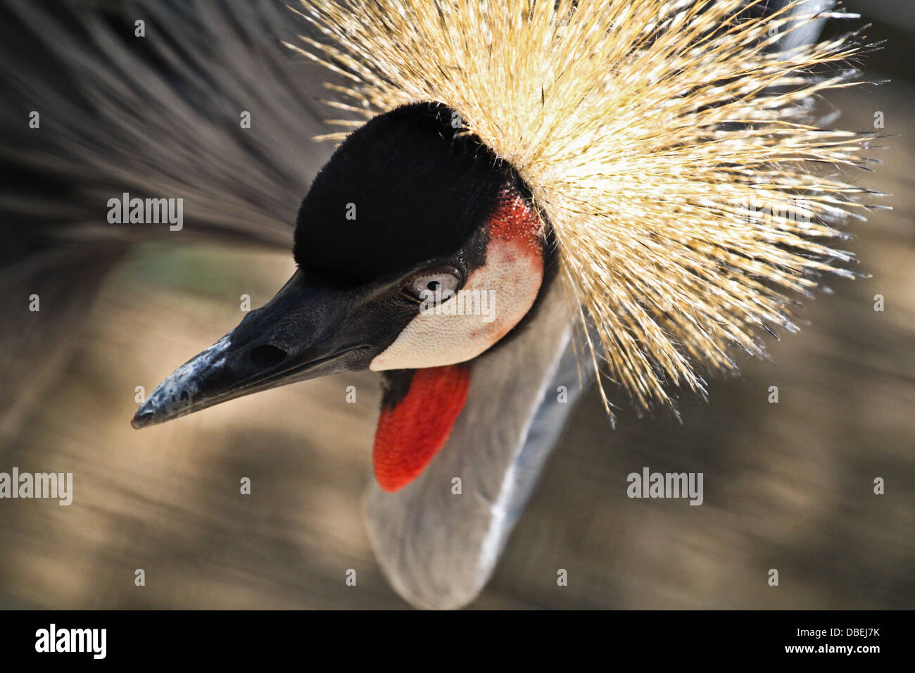 Dead crane hi-res stock photography and images - Alamy