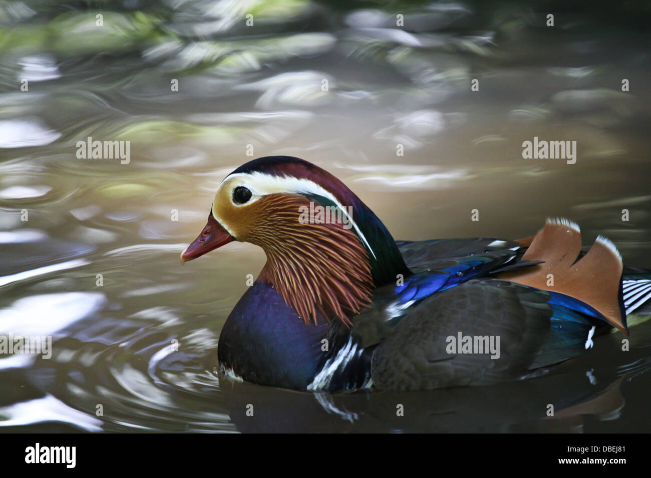 Rainbow duck hi-res stock photography and images - Alamy