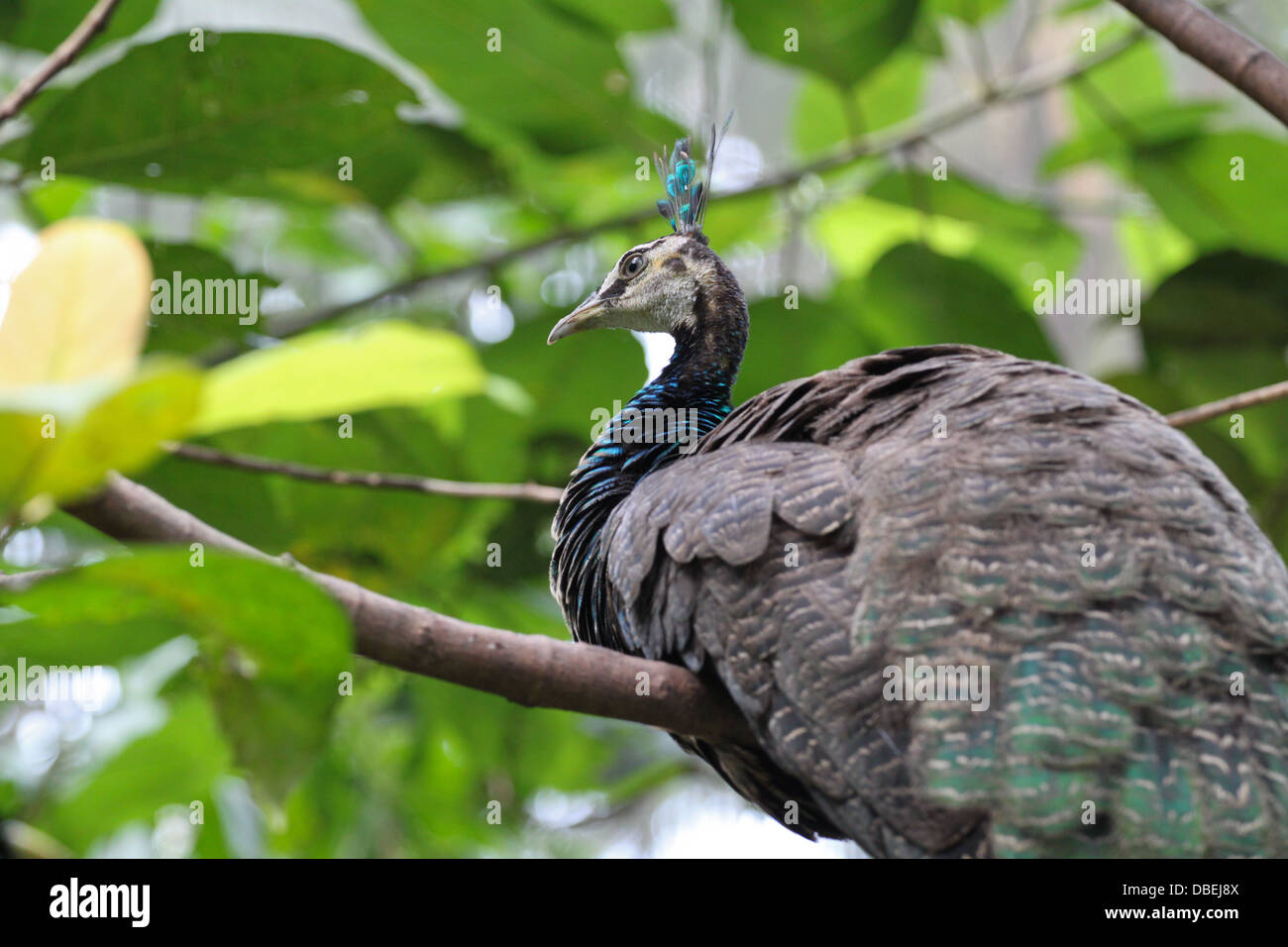 Peacock sitting on tree hi-res stock photography and images - Alamy