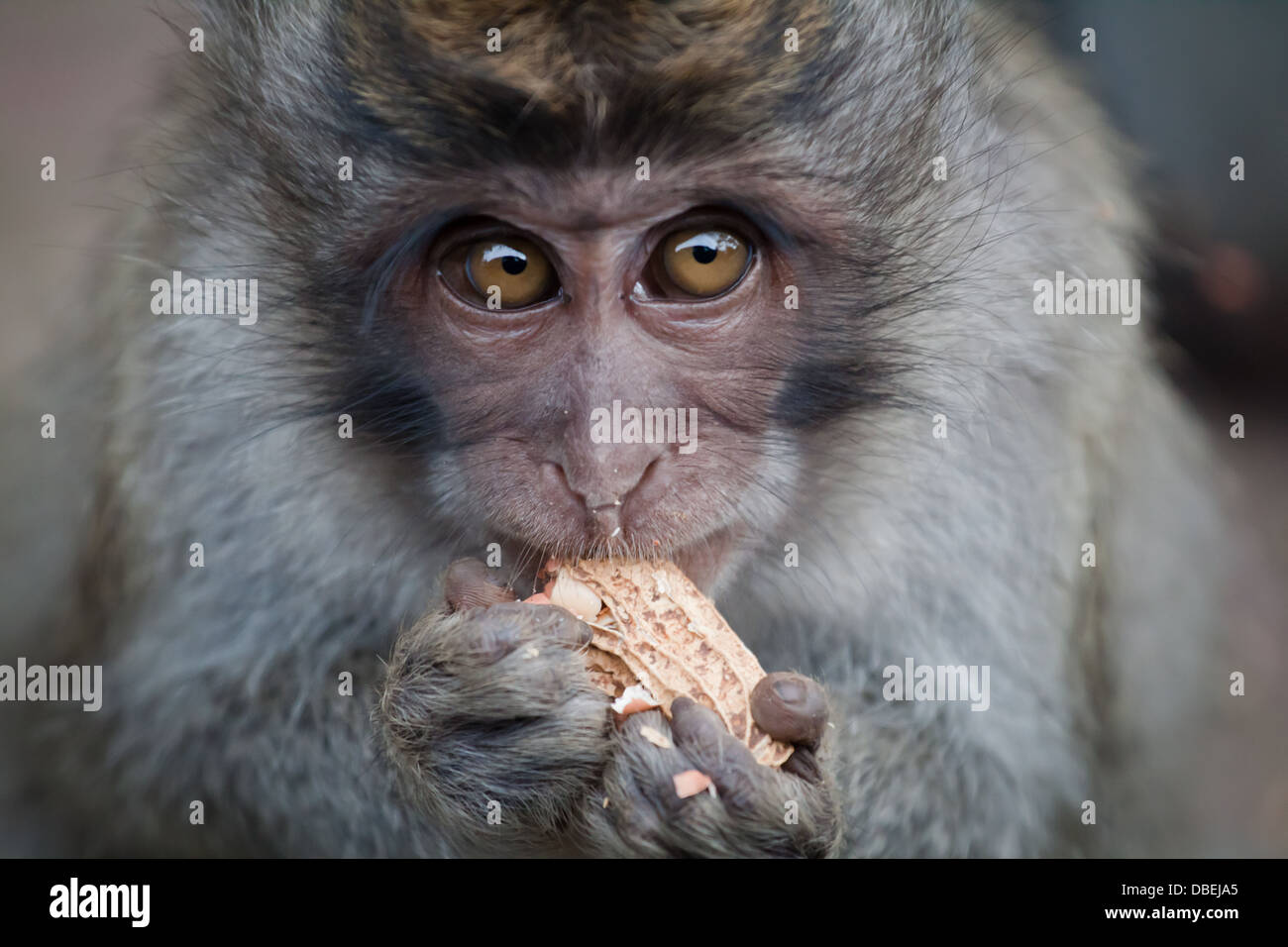 Monkey eating peanuts hi-res stock photography and images - Alamy